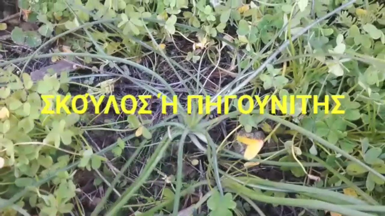 Σκούλος ή Πηγουνίτης ...ΑΓΡΙΑ ΧΟΡΤΑ ΚΡΗΤΗΣ.. - YouTube
