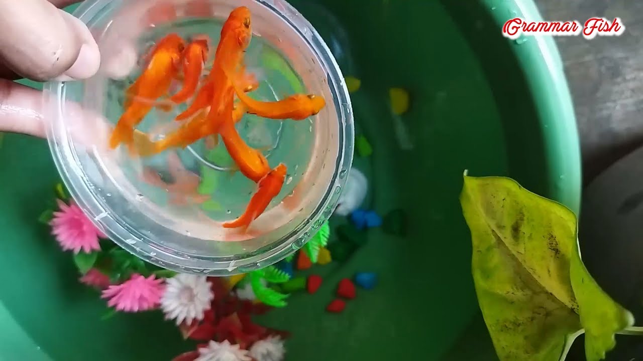 FISH - VIDEO AQUARIUM,IKAN HIAS,IKAN MAS KOKI,IKAN KOI,SAPU SAPU,IKAN ...