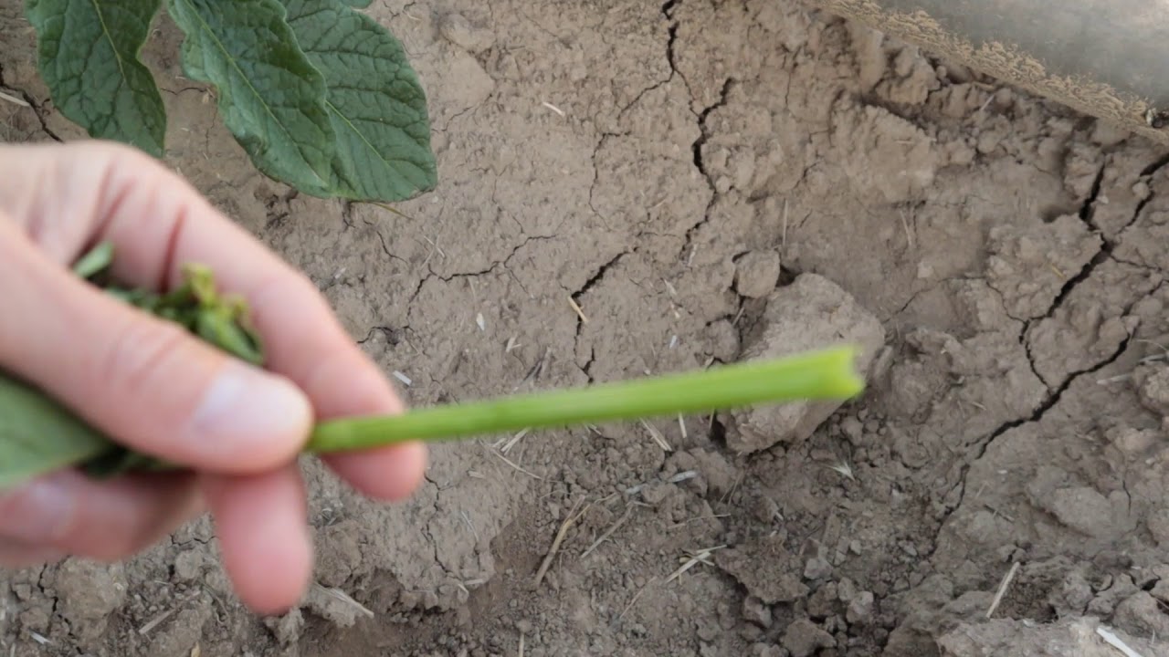 Potato Tissue Sampling - YouTube
