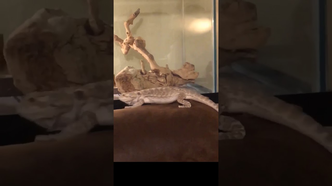 Toothless the bearded dragon - YouTube