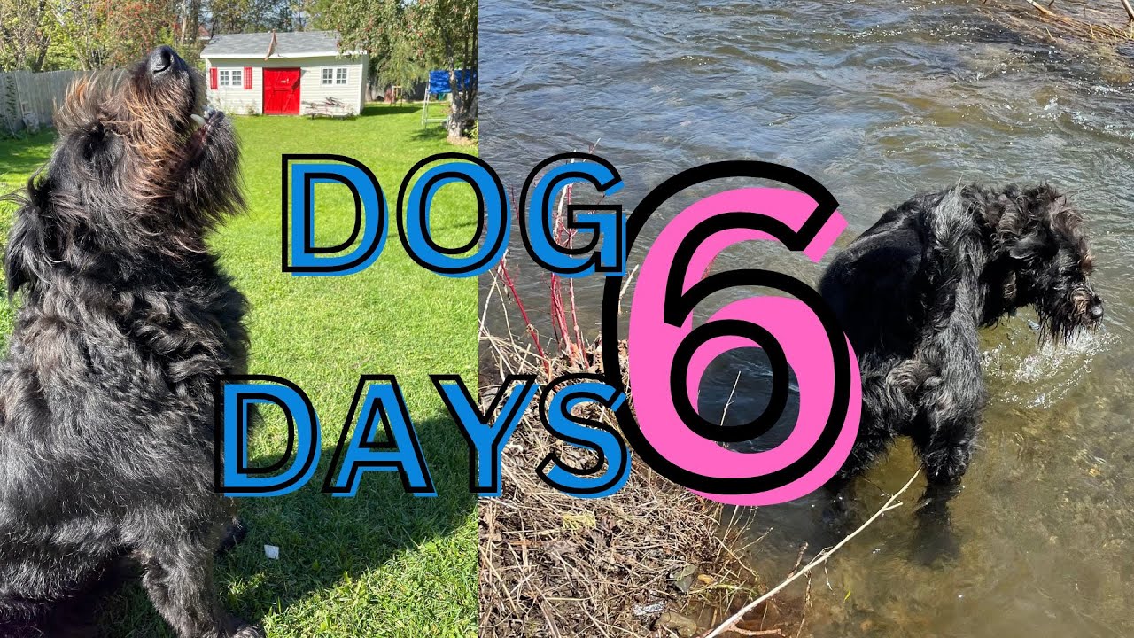 Dog Days 6 - YouTube