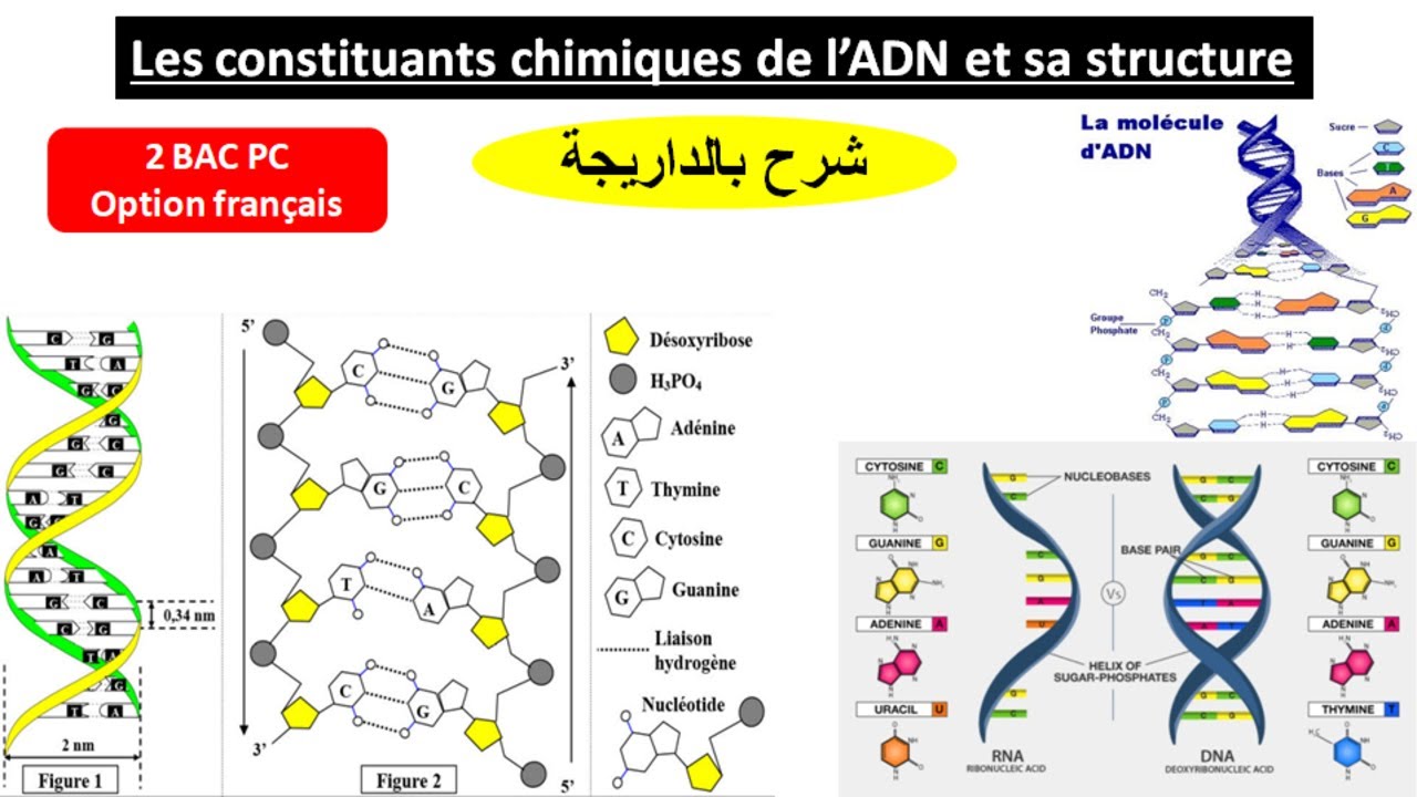 Les constituants chimiques de l'ADN et sa structure 2 bac pc (شرح ...
