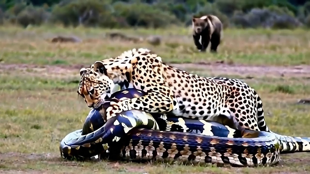 Cheetah vs Snake in the wild ‼️ - YouTube