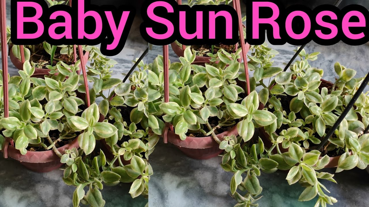 Baby Sun Rose care and Cutting/ complete care and details ...