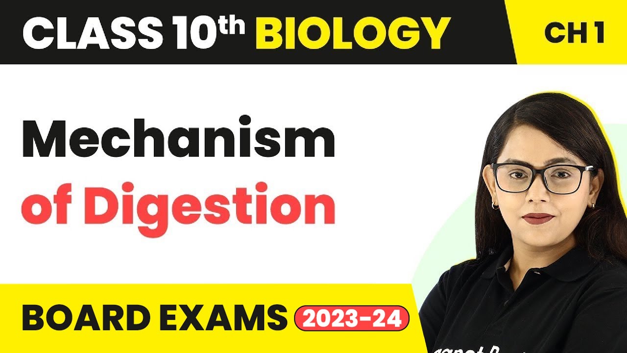 Mechanism of Digestion - Life Process | Class 10 Biology - YouTube