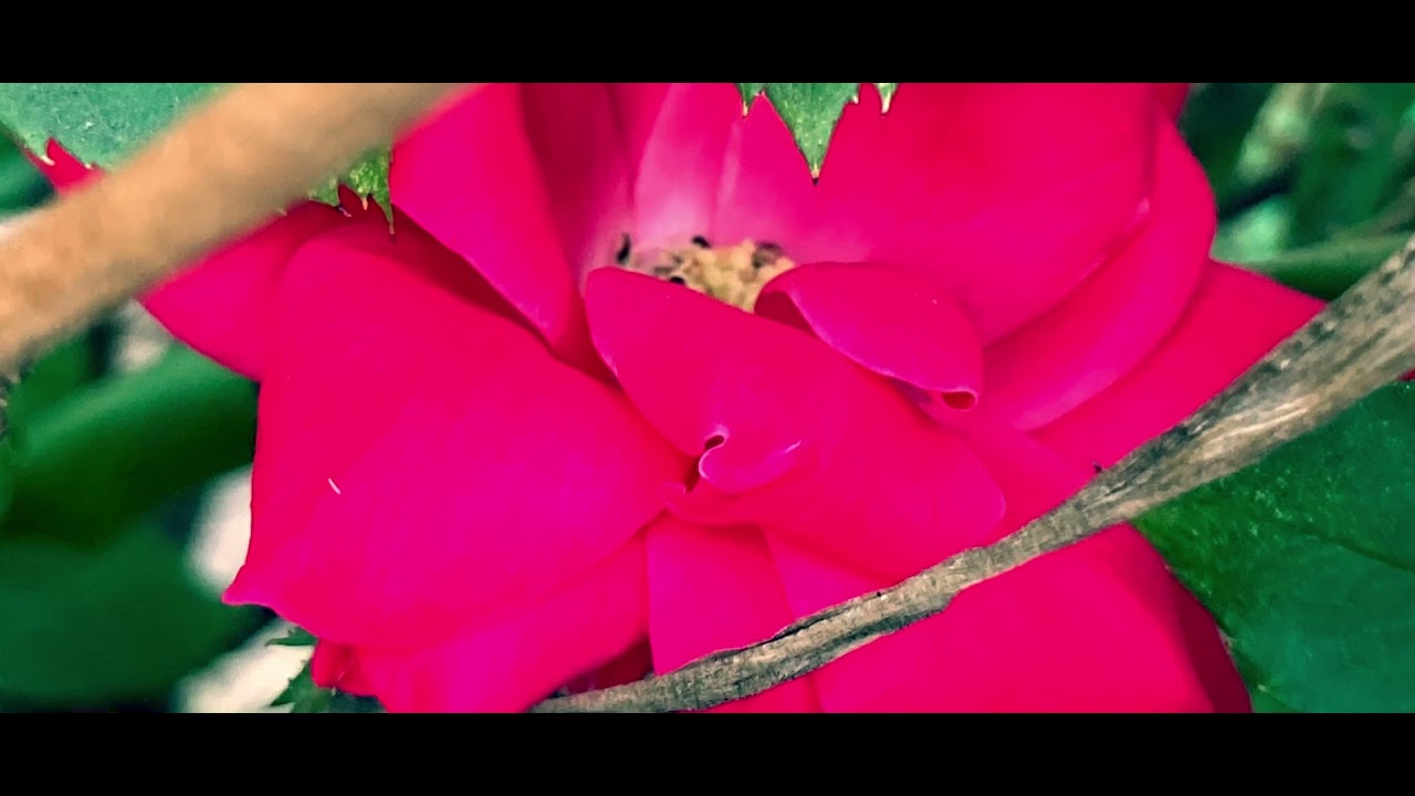 Olivia Rodrigo- Good For You (clean edit by me) - YouTube