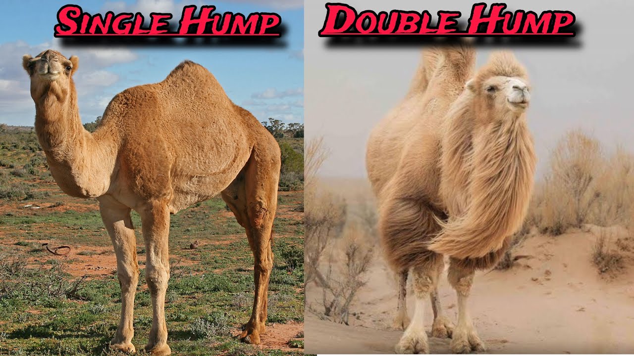 Single Humped camel vs Double Humped Camel What’s the different ...