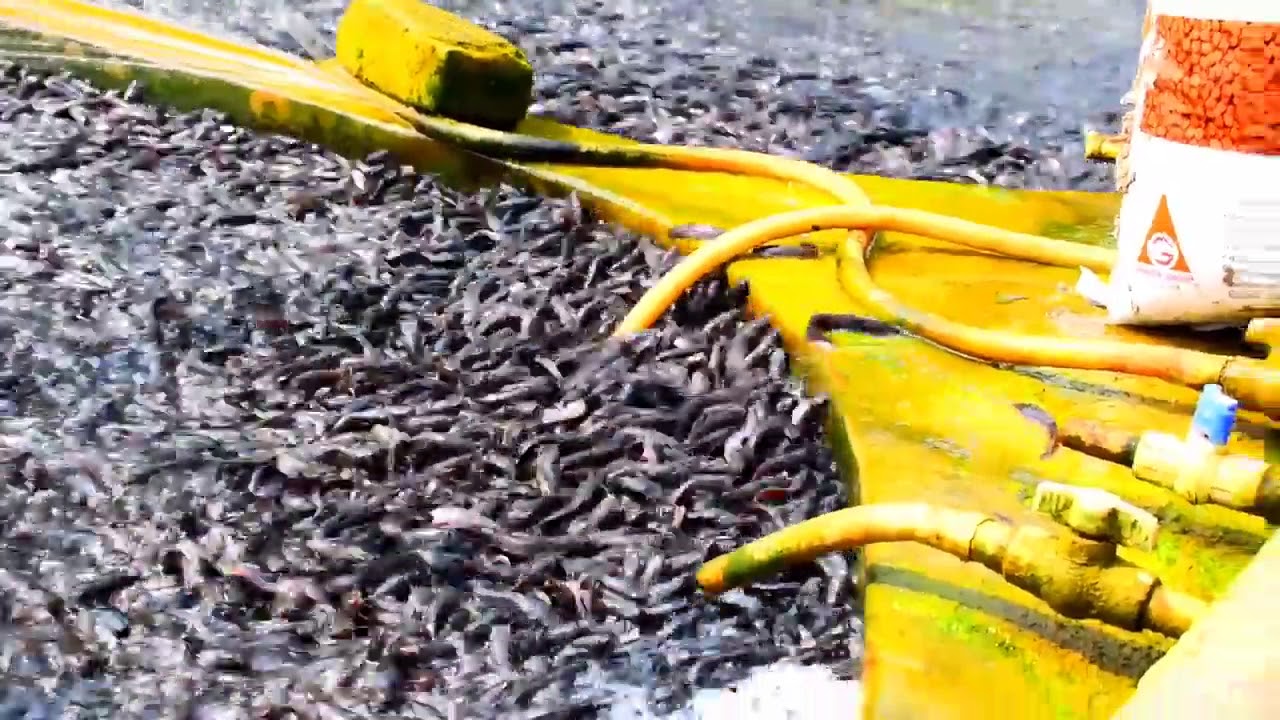 Fish farming hybrid maguire fish - YouTube
