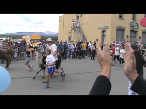 Alpaca Race - YouTube