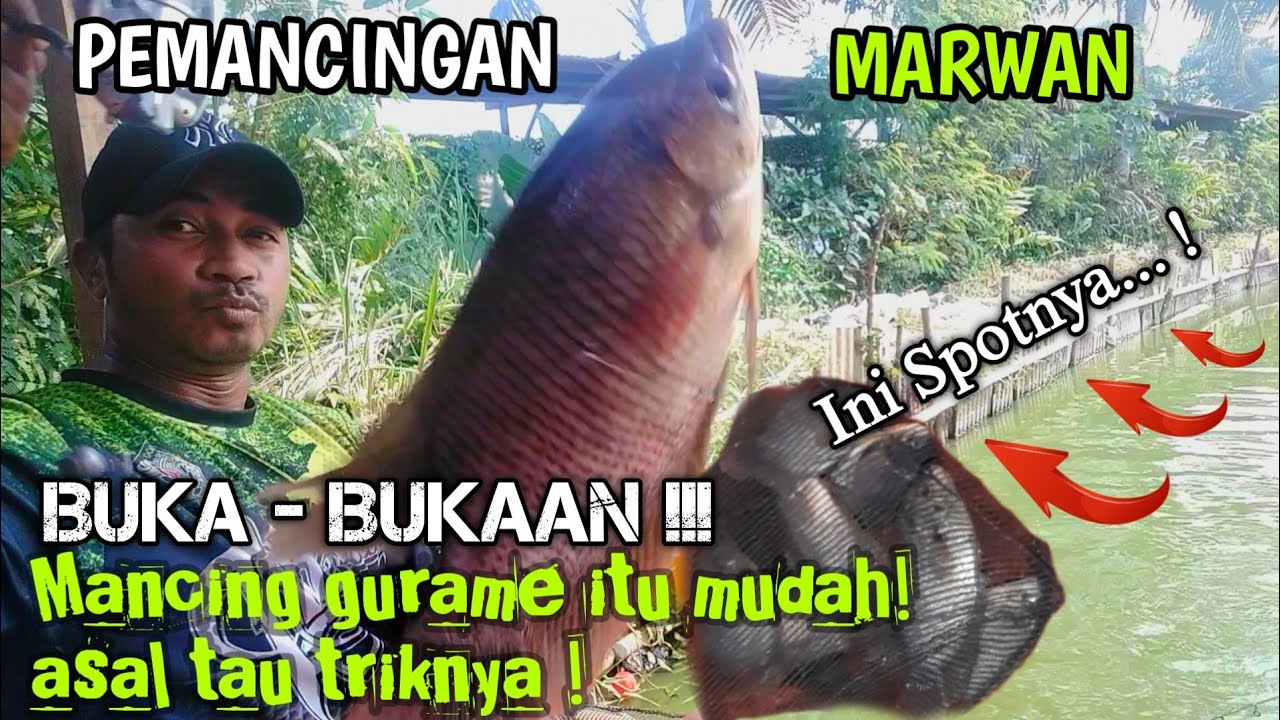 CARA MANCING GURAME DI KOLAM ITU MUDAH‼️TRIK DAN TEKNIK MANCING GURAME ...