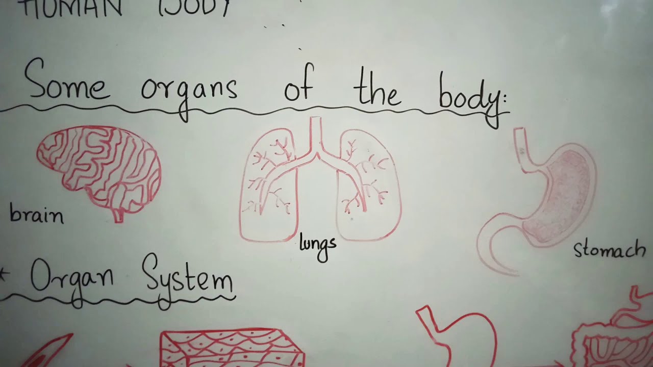the-human-body-class-4-youtube