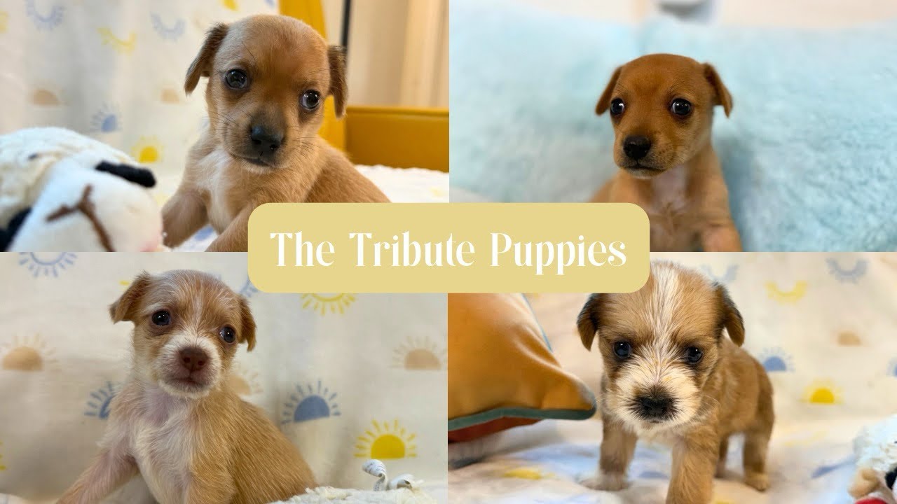 The Cute Tribute Puppies! - YouTube
