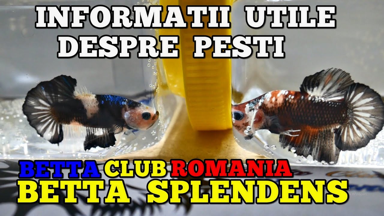 Ce trebuie să știi când îți cumperi un PEȘTE BETTA SPLENDENS? 🐠 ...