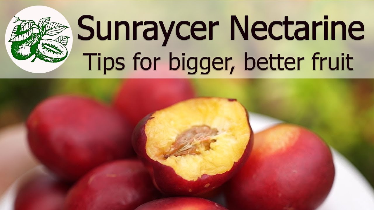 Sunraycer Nectarine is sweet, juicy, easy to grow and produces a ...
