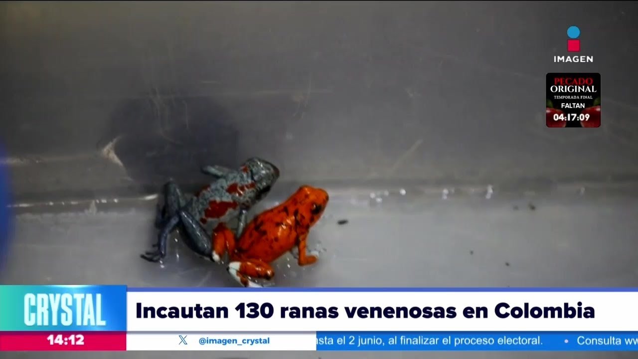 Incautan a 130 ranas venenosas en Colombia - YouTube