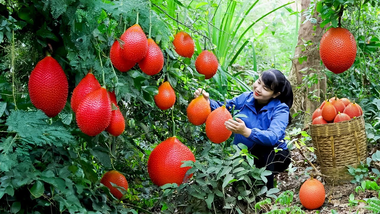 How To Harvest Gac fruit, Sell Them At The Market And Cook Them | Tieu ...