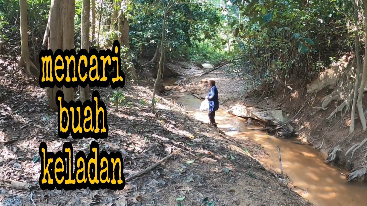 masuk hutan mencari buah keladan.(#eps1) - YouTube