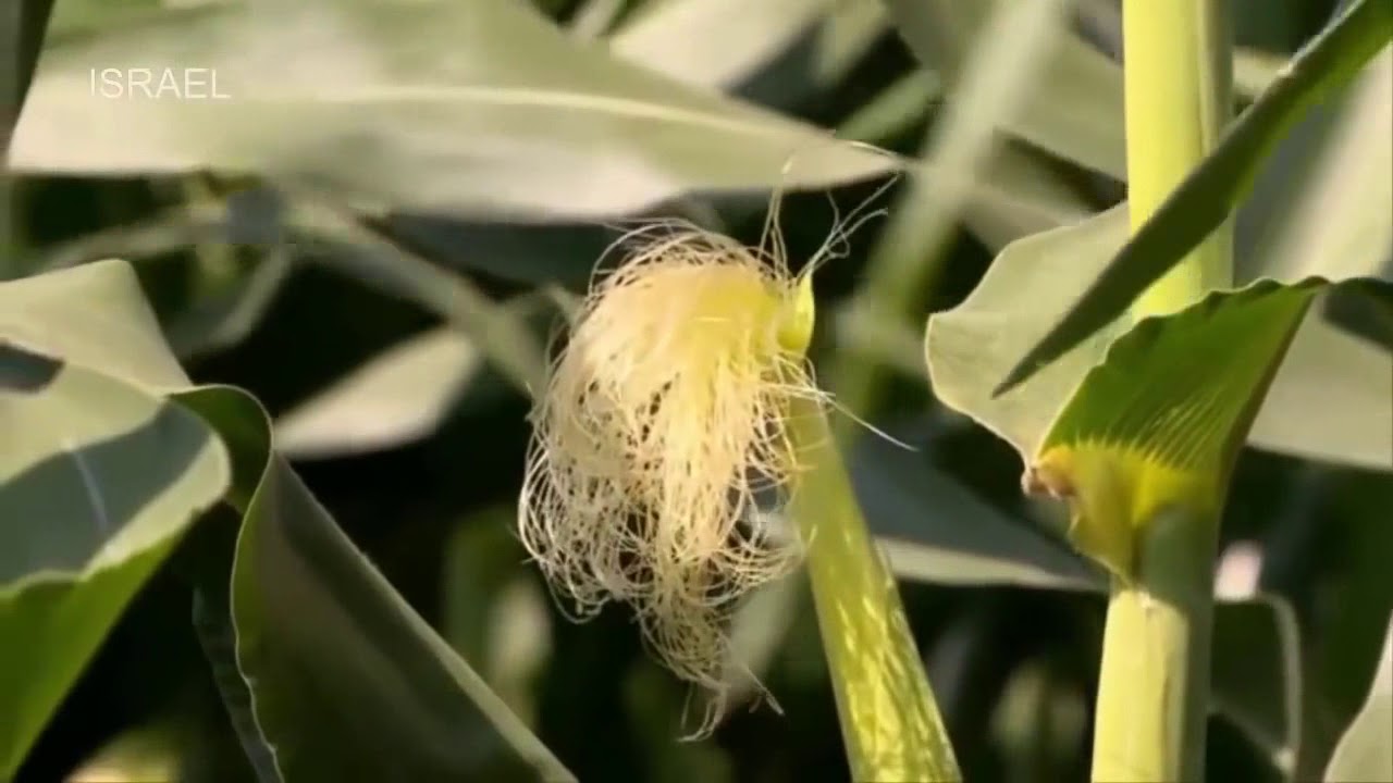NEWS ON NATURE: WORLD AMAZING MODERN AGRICULTURAL LARGE SCALE CORN ...