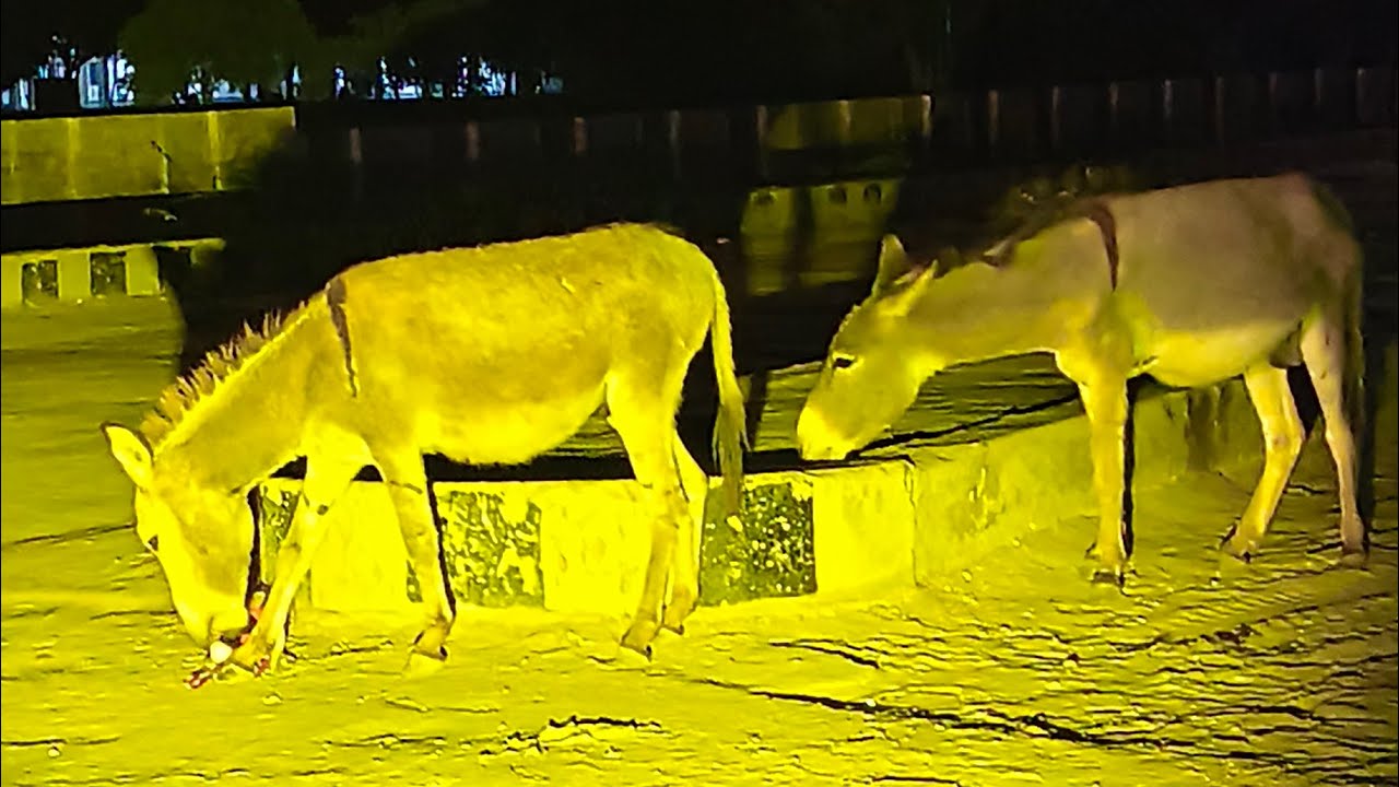 Real Thar Animal Life is live - YouTube
