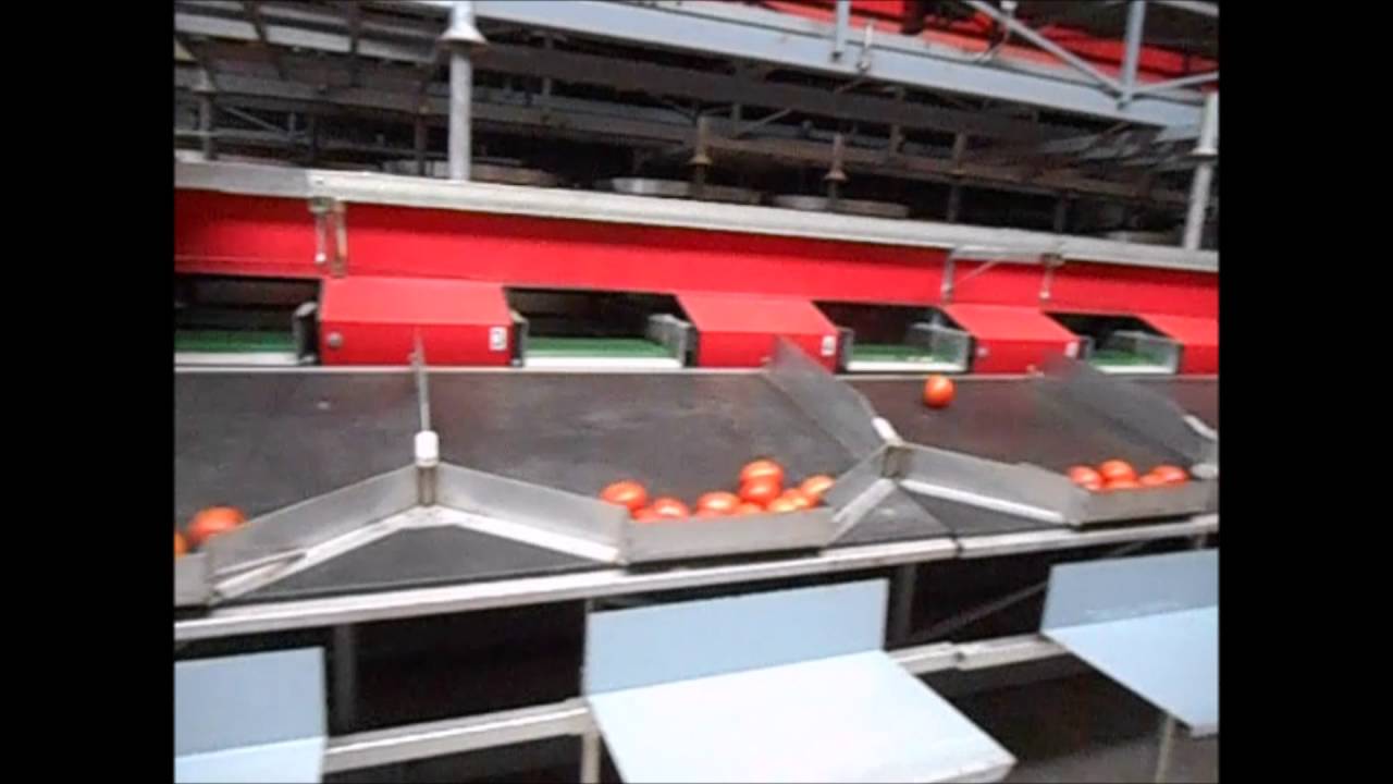Aweta tomato grader sorting by weight - YouTube