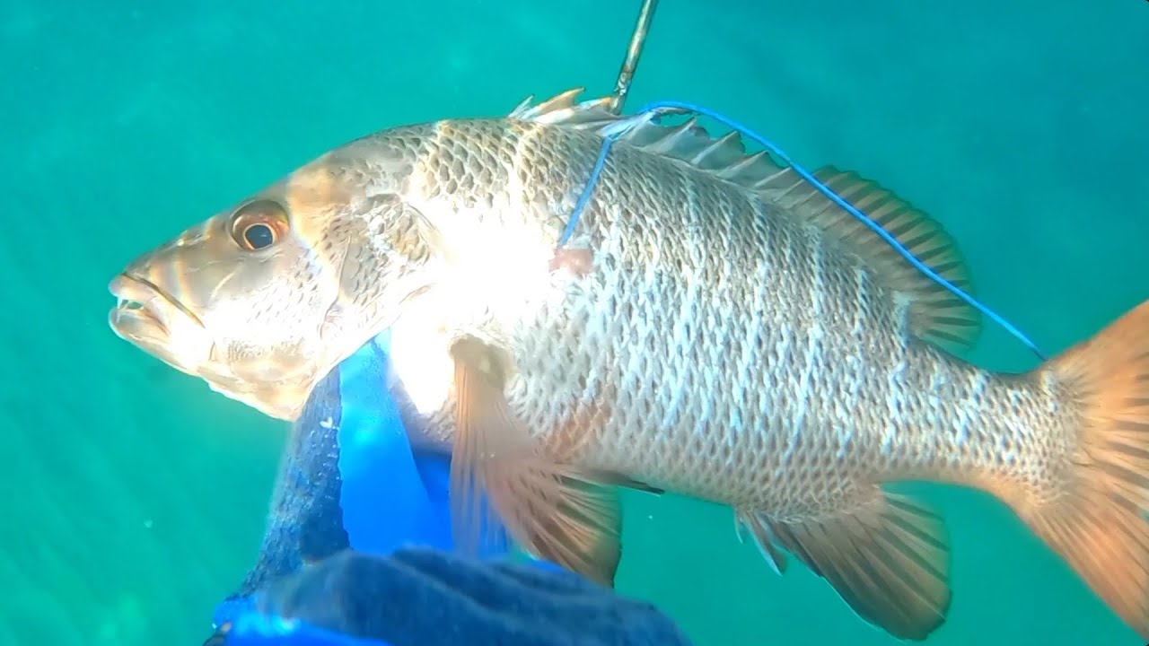 Panah Ikan Mangrove Jack Dibawah Dermaga 🇲🇨 -Spearfishing Mangrove Jack ...