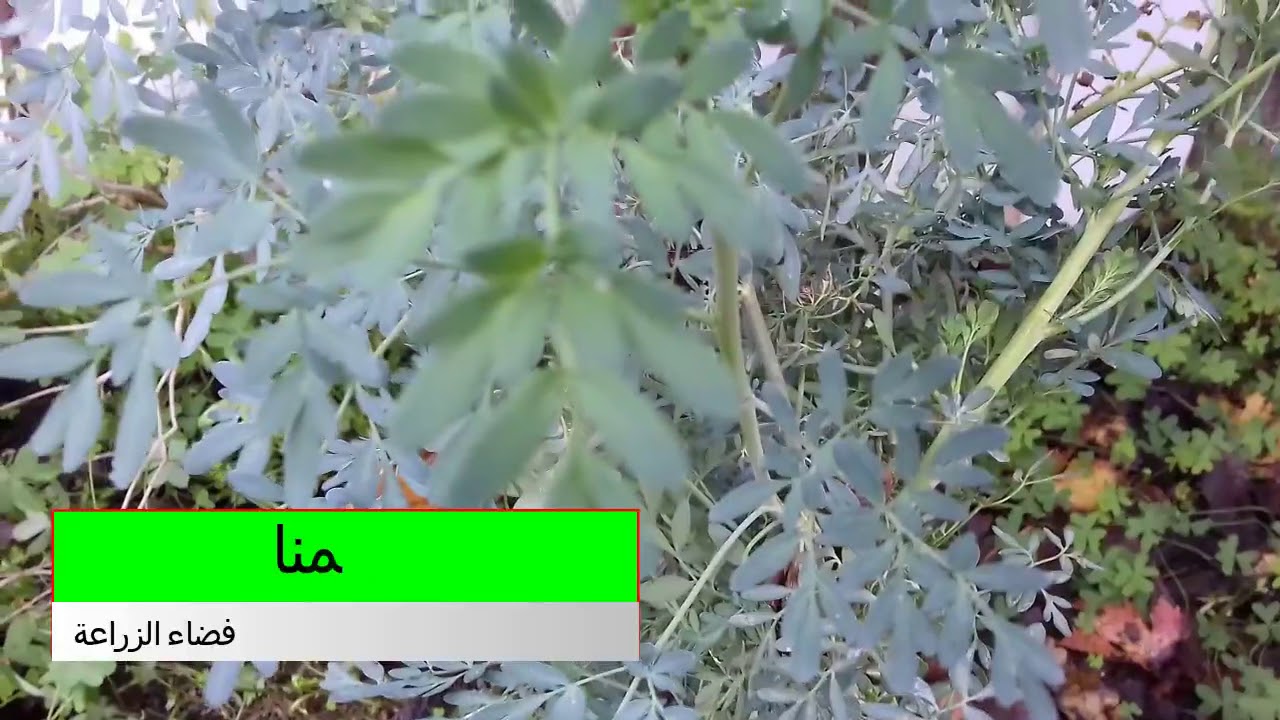 نبتة الفيجل la plante de fijel - YouTube