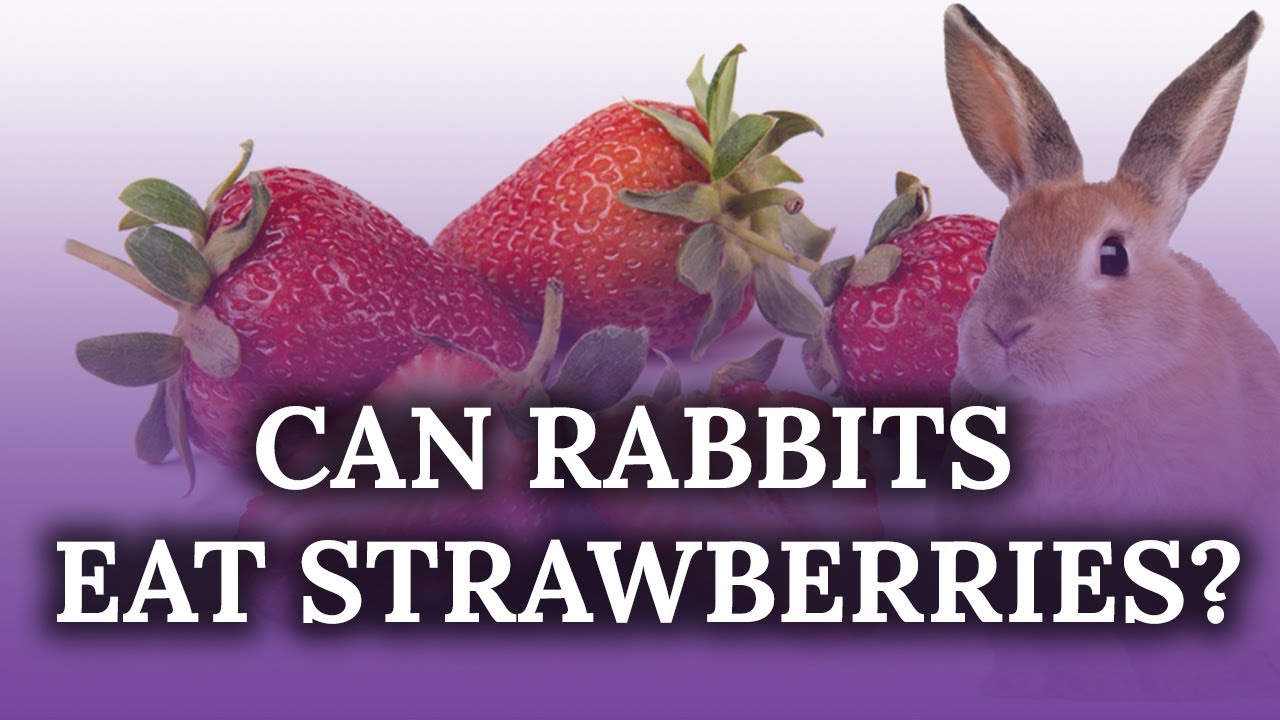 Can Rabbits Eat Strawberries? - YouTube