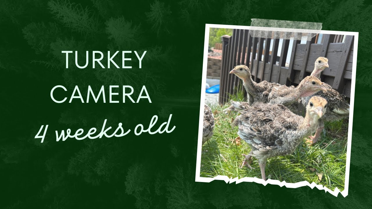 Turkey Cam 4 week old Turkeys free range on the homestead - YouTube