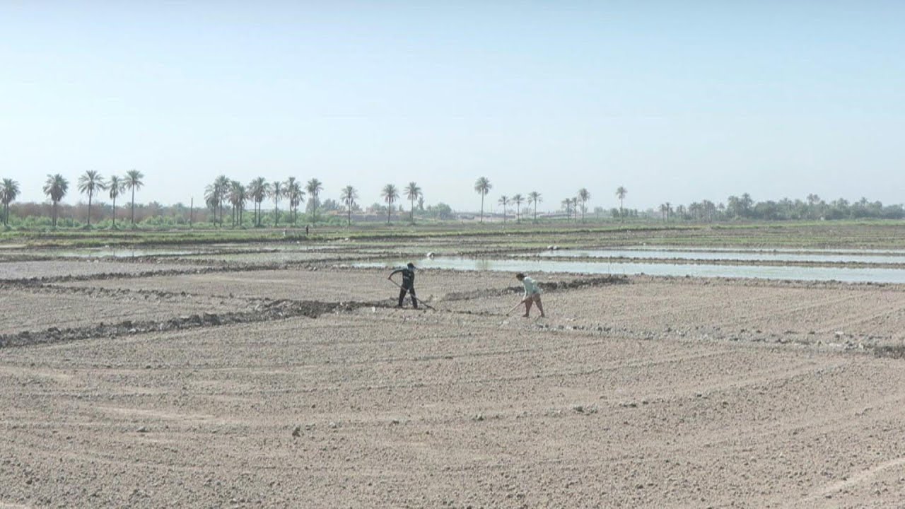 Farmers strive to save Iraq's rice production amid water crisis | AFP ...