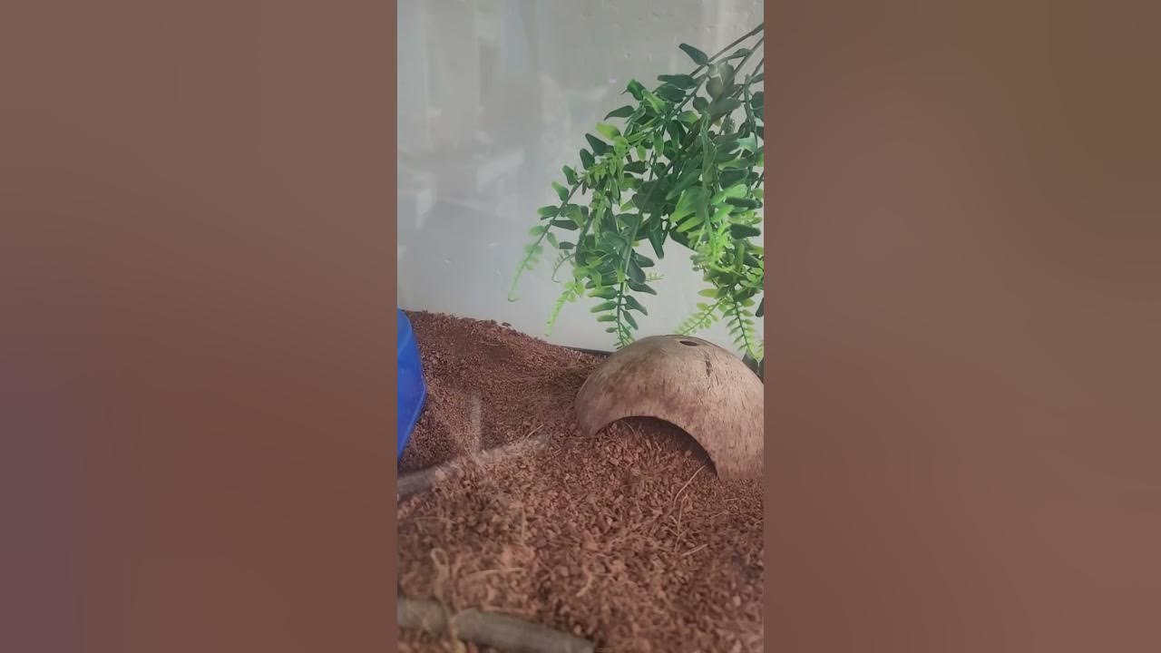 Can ball Pythons live together why not - YouTube