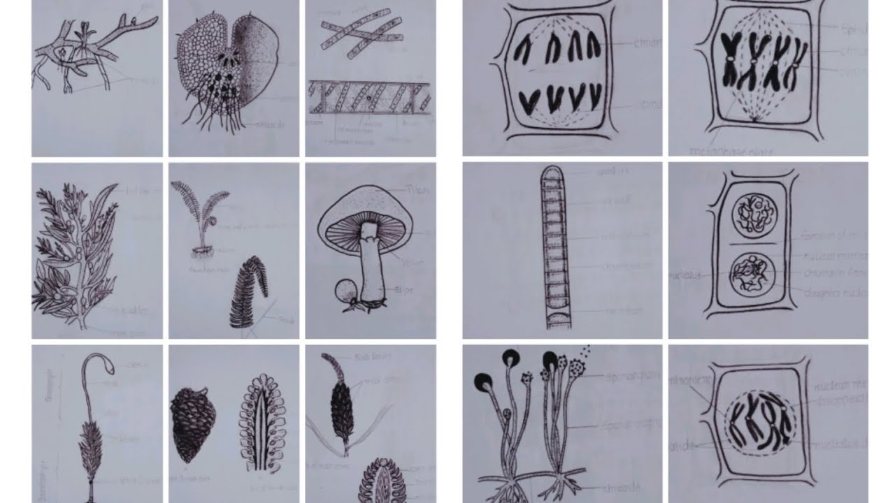 🌿𝐁𝐎𝐓𝐀𝐍𝐘 𝐑𝐄𝐂𝐎𝐑𝐃 🌿 🌾🍃 - YouTube