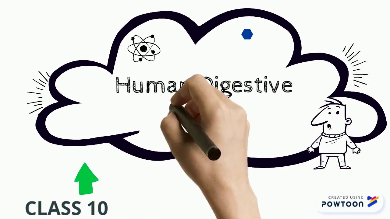 HUMAN DIGESTIVE SYSTEM Explanation|| Class 10 Science Topic - YouTube