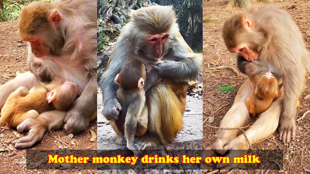 The mother monkey craves milk more than the baby monkey, so she drinks ...