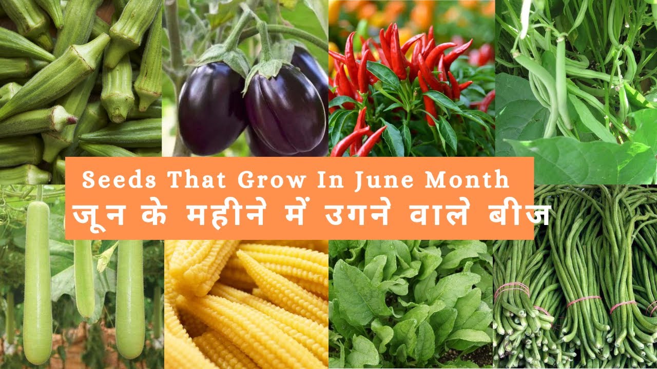 जून के महीने में उगने वाले बीज /June Me Konse Sabjiya Beej Se Ugaye ...