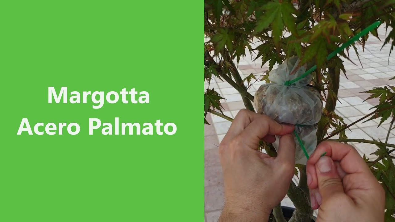 La margotta sull'acero palmato, una tecnica semplice per creare nuovi ...