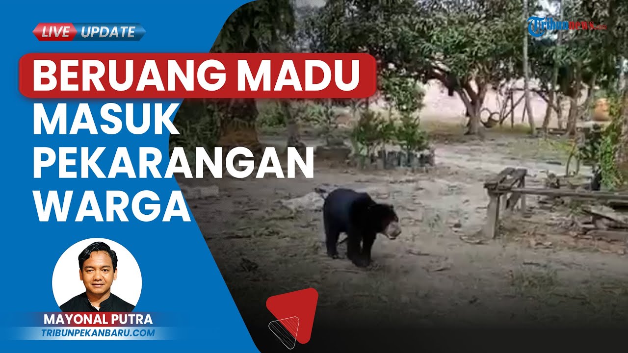 Seusai Harimau Sumatera, Kini Beruang Madu Terekam Masuk Pekarangan ...