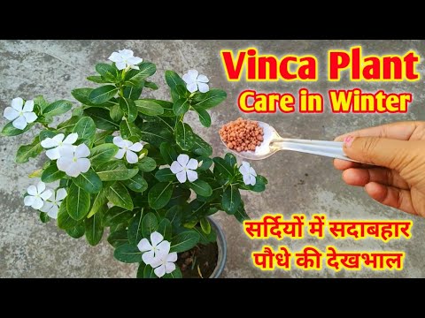 Vinca Plant Care in Winter / सर्दियों में सदाबहार पौधे की देखभाल - YouTube