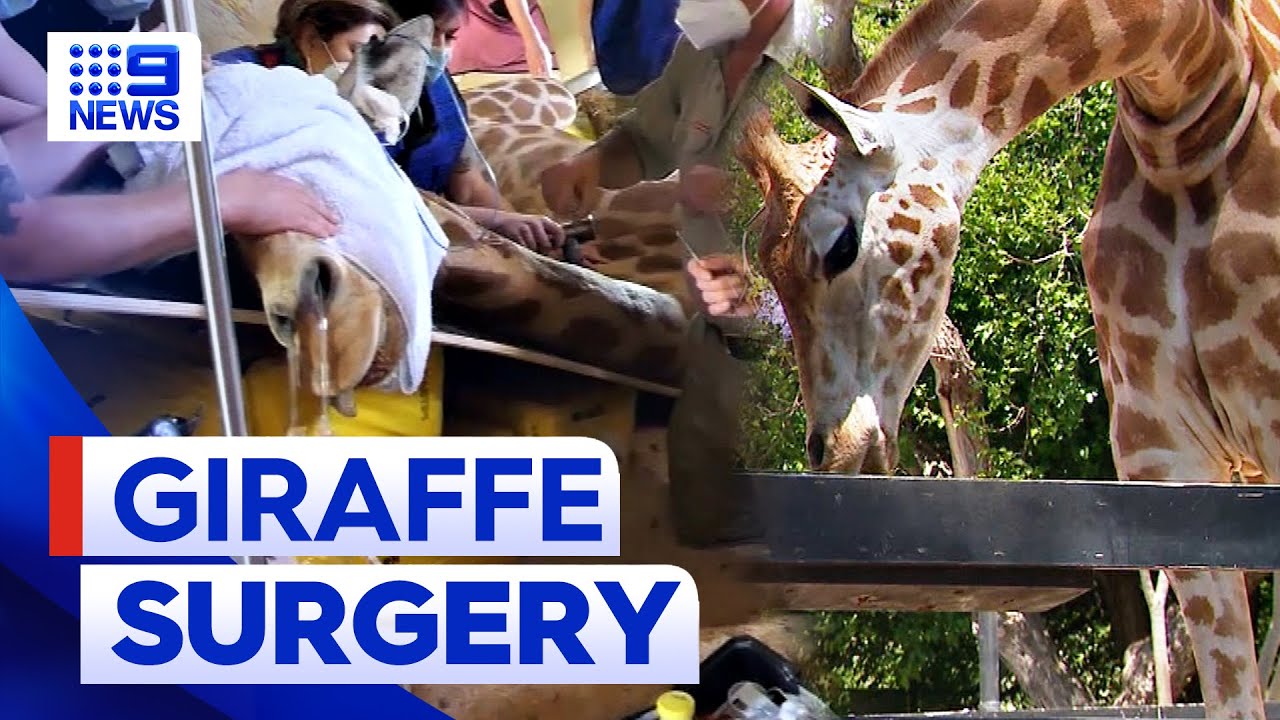 700kg giraffe undergoes surgery in Adelaide | 9 News Australia - YouTube