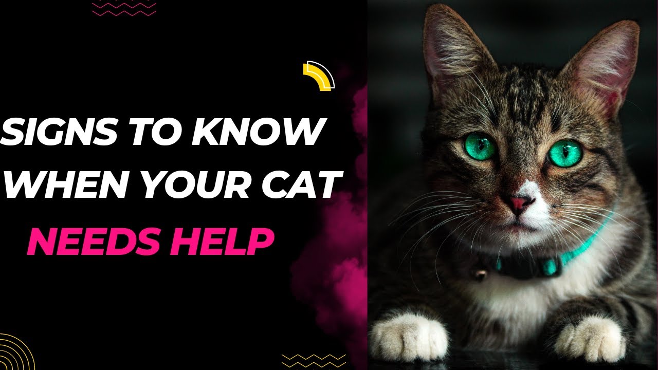 10 Warning Signs That Your Cat Is Begging For Help - YouTube
