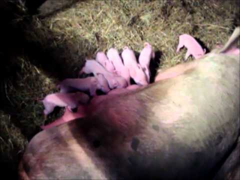 *pigs being born* - YouTube