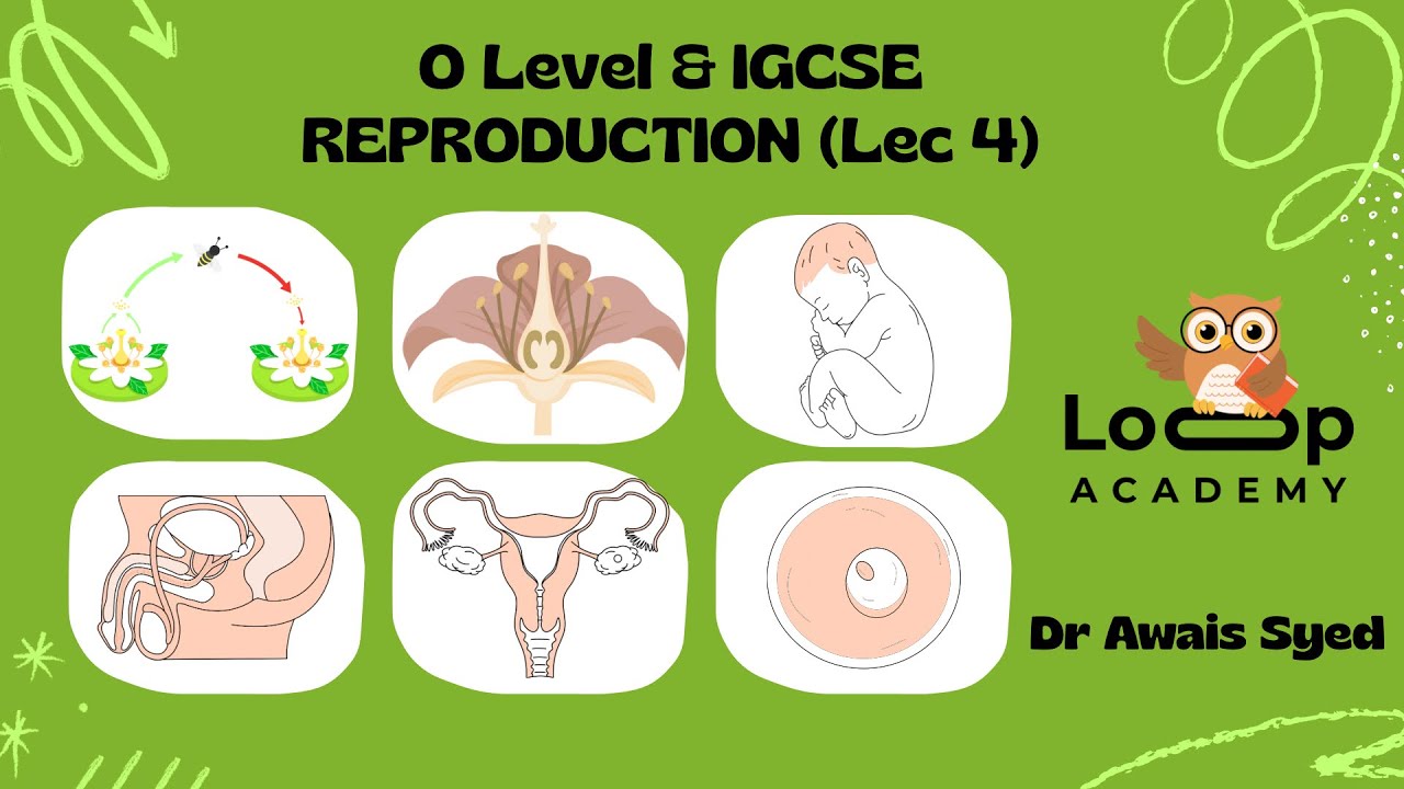 O Level IGCSE Biology - Reproduction (Lec 4) - YouTube