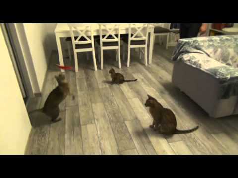 Toygers playing with a "bird" - YouTube