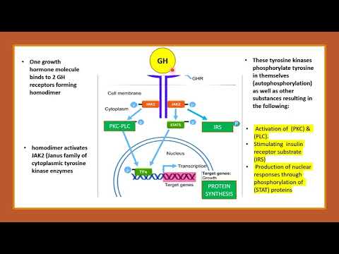 MED.LEVEL3.END327.PHYSIOLOGY.FUNCTIONS AND MECHANISM OF ACTION OF GH ...