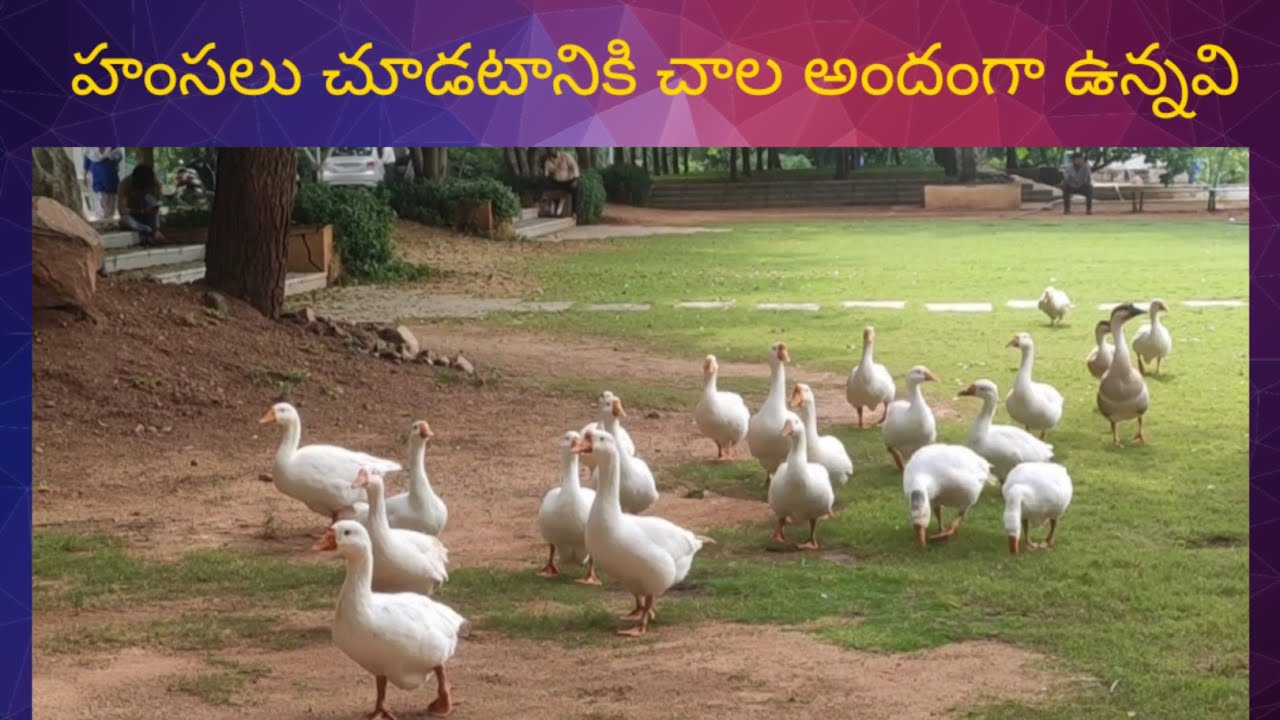 Beauty of swan || హంస || hamsa || birds || swan the voice - YouTube
