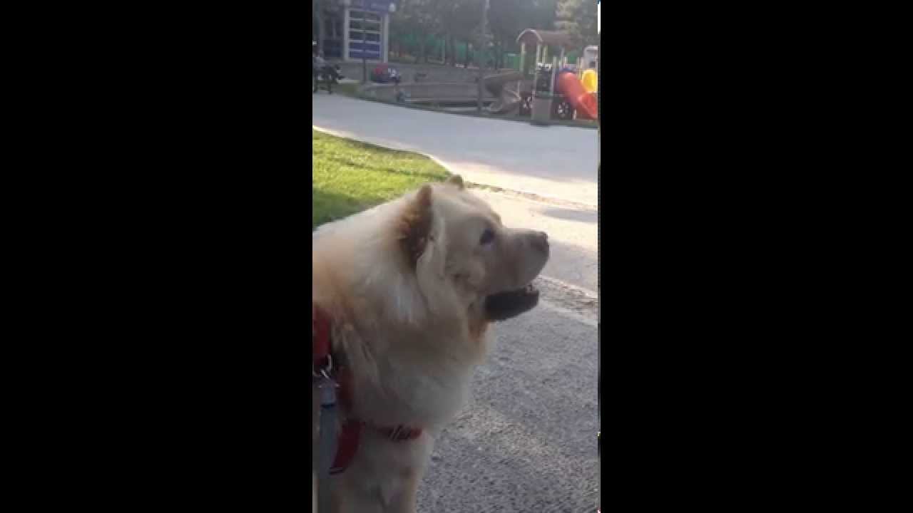 Angry Chow Chow Leon Barking - YouTube