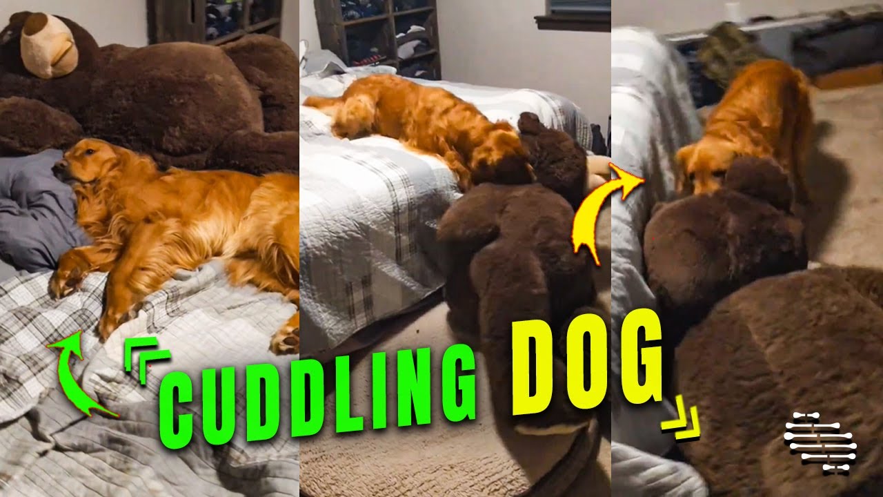 Dog Gets Its Big Toy to Bed Then Cuddles with It - YouTube