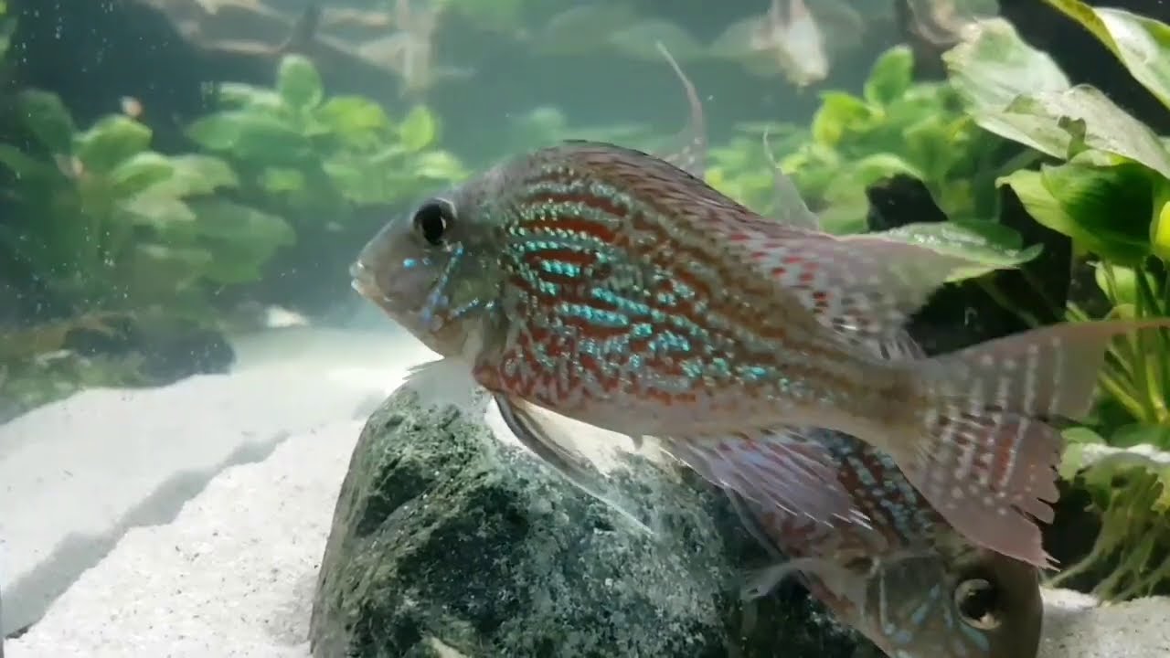 Timelapse of the fish laying eggs: Geophagus sveni rio Parana - YouTube