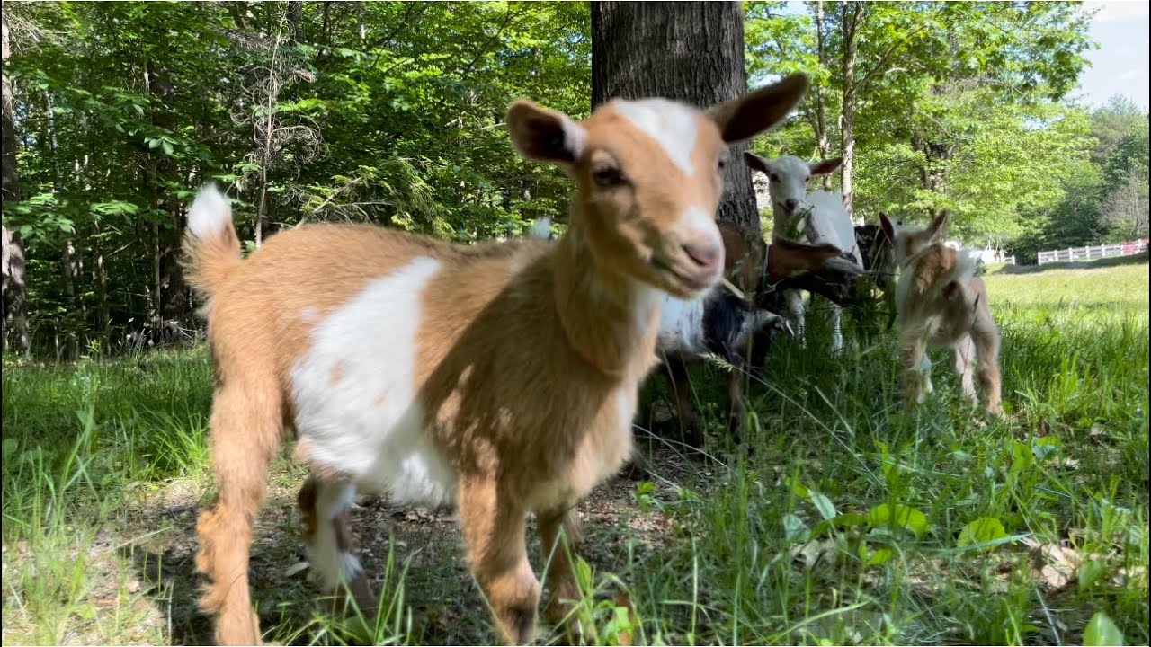Goats kids play slip and slide - YouTube