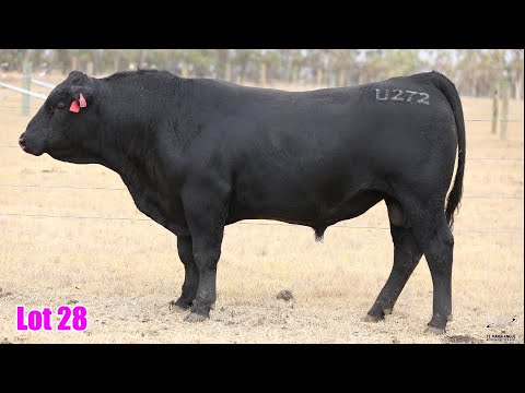 Lot 028 Te Mania Ulphonso U272 - YouTube