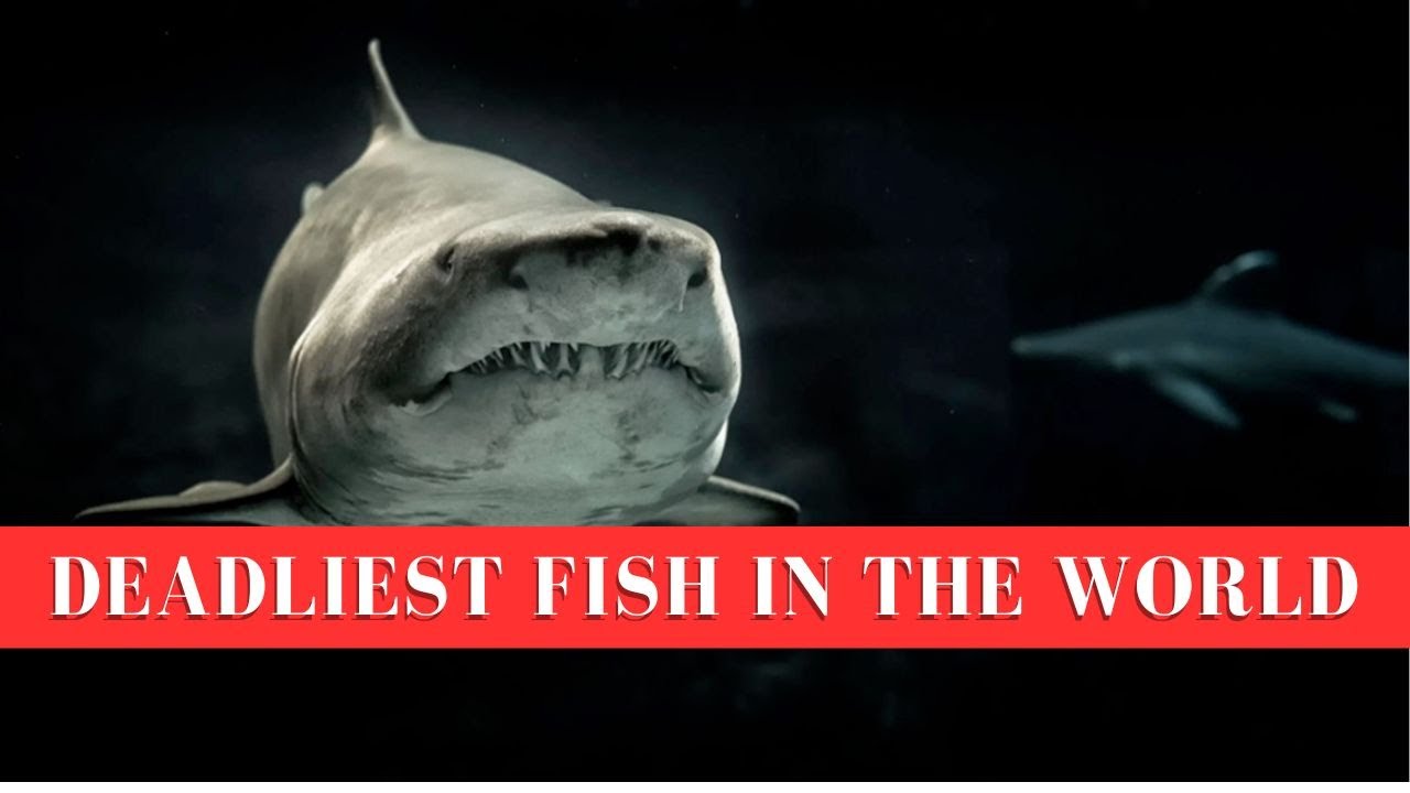 Top 5 Deadliest Fish in the World That You Should Never Mess With ...